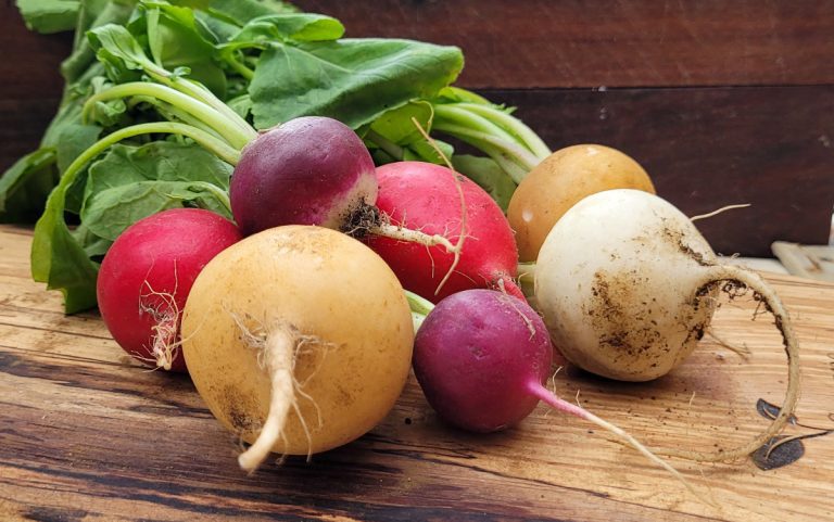 English Bunched Radish - Four Seasons Fruiterers