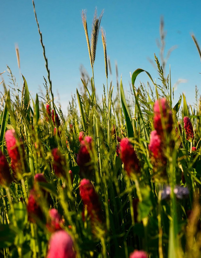 Leading the Way in Sustainability - Wildfarmed - Four Seasons Fruiterers