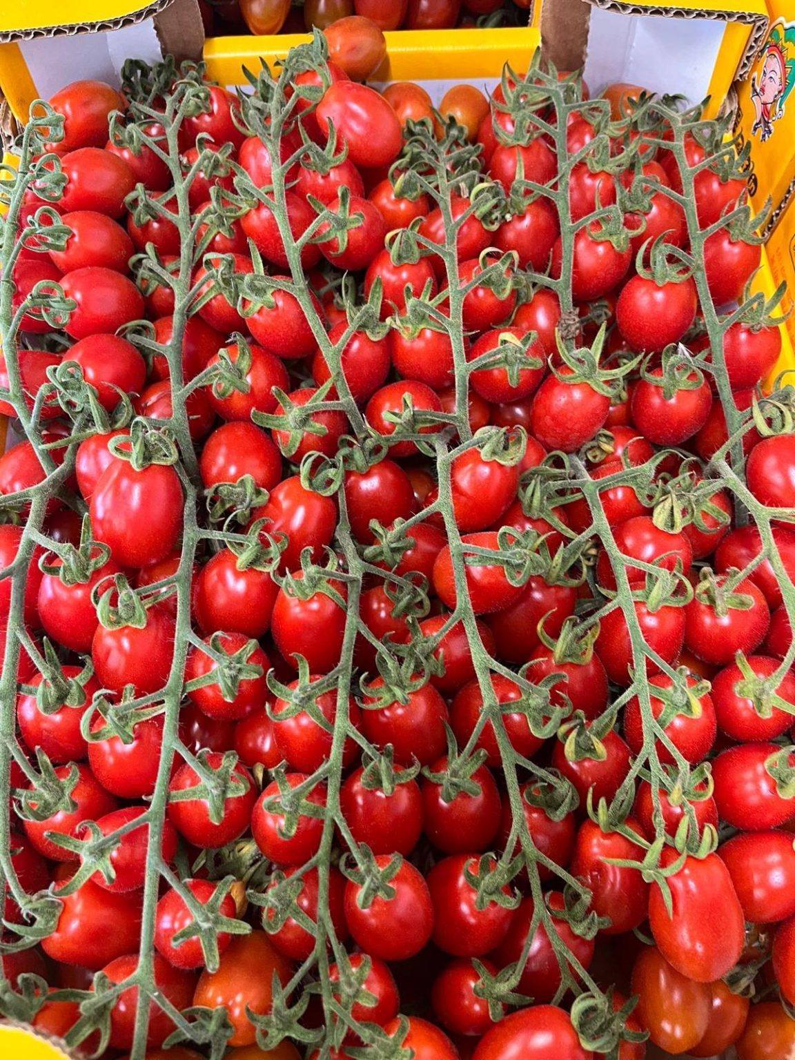 Fruit and Vegetable Wholesaler