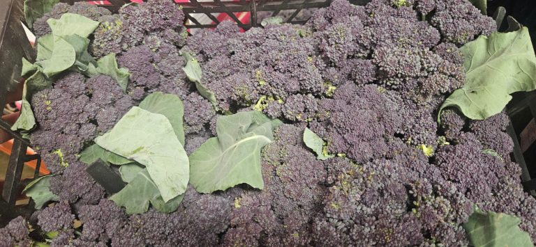 Local Purple Sprouting - Four Seasons Fruiterers