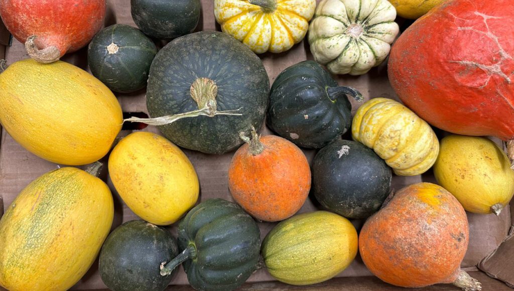 UK Squash and Decorative Gourds - Four Seasons Fruiterers